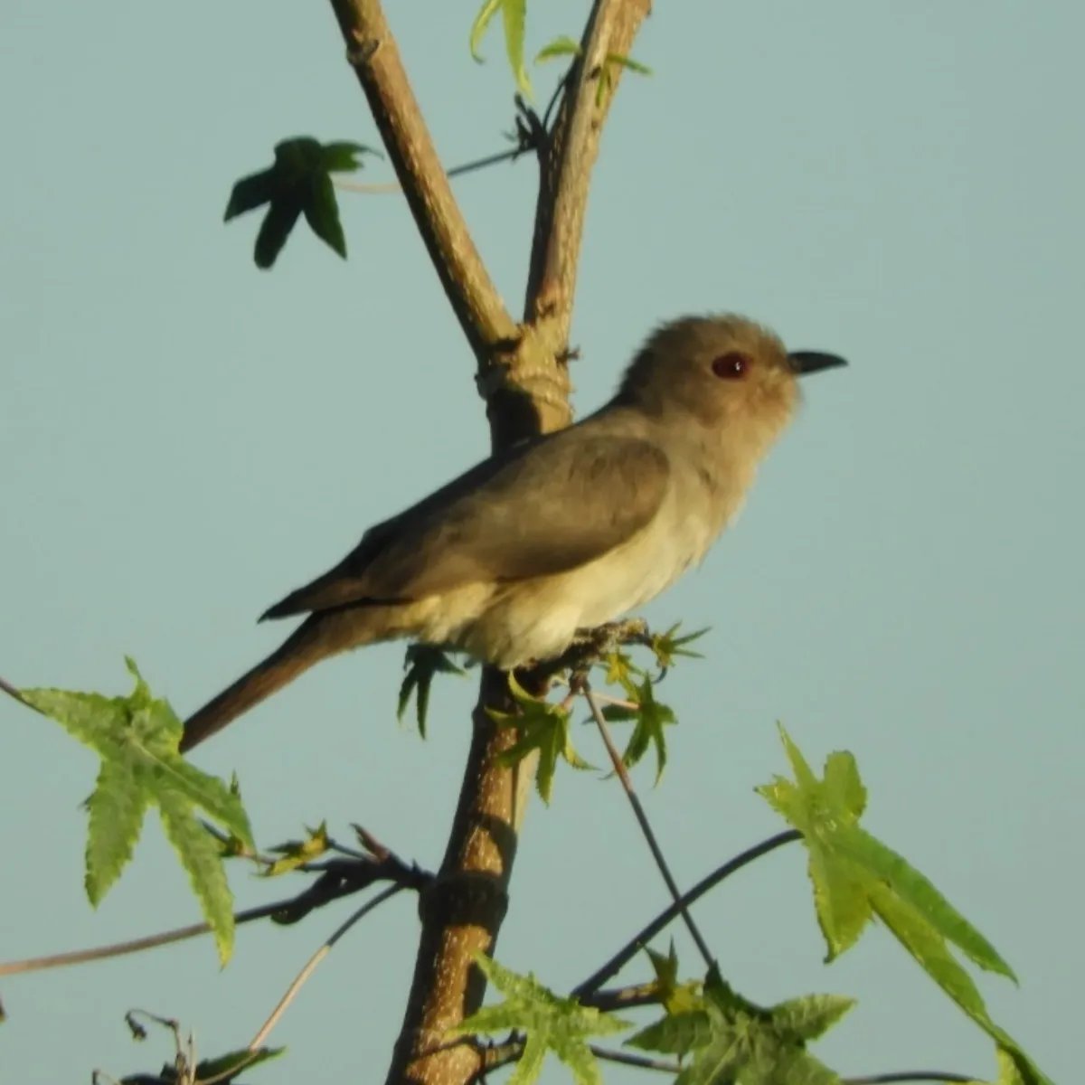 Orán descubrió su especie de ave número 463 - Radio Ciudad Oran